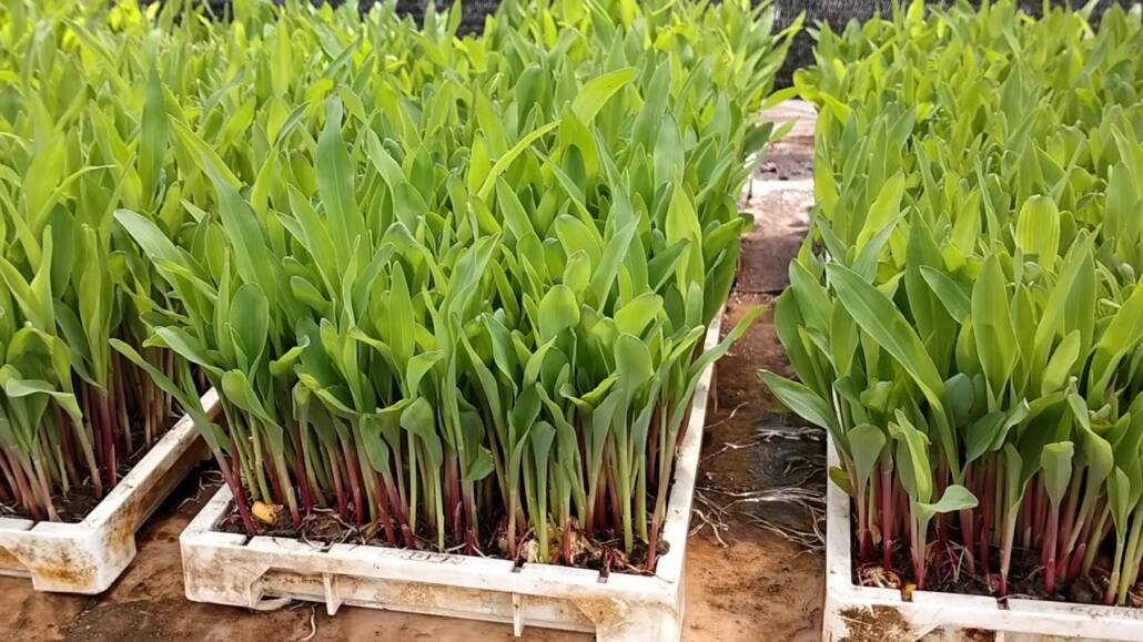 Jagung untuk Pakan Ternak, Potensi dan Cara Membuatnya