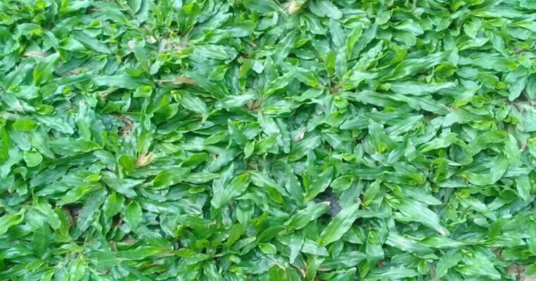 Jenis Rumput Taman dan Harganya untuk Mempercantik Halaman Rumah