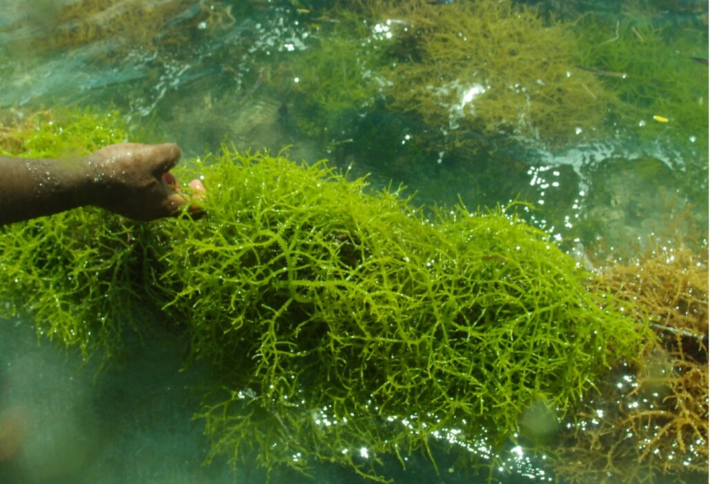 Cara Membuat Tepung Rumput Laut Yang Mudah Dan Gampang