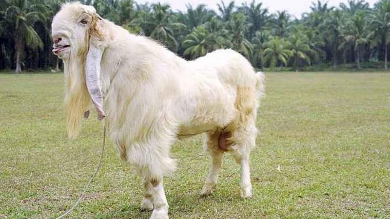 Makanan Kambing Etawa, Nutrisi, Jenis, dan Dosis - Grosirmesin