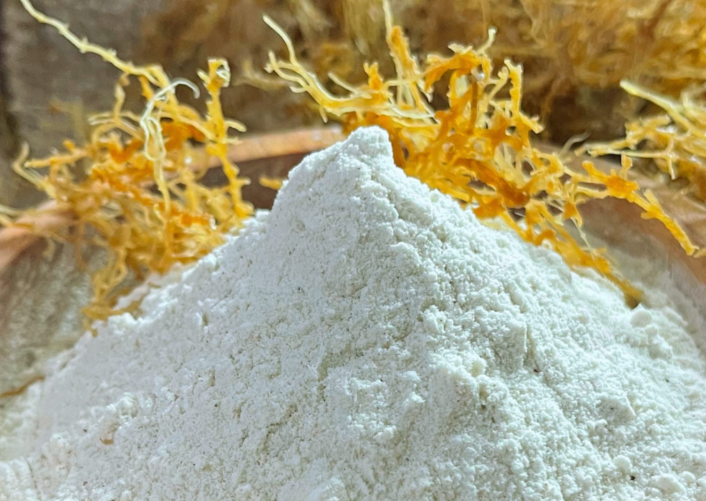 cara membuat tepung rumput laut - Grosirmesin